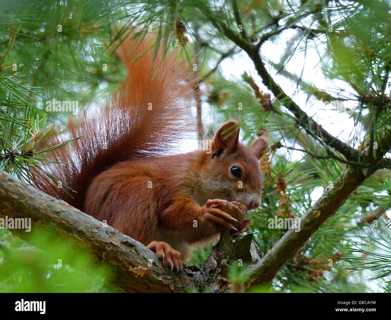 Squirrel sitting up hi-res stock photography and images - Alamy