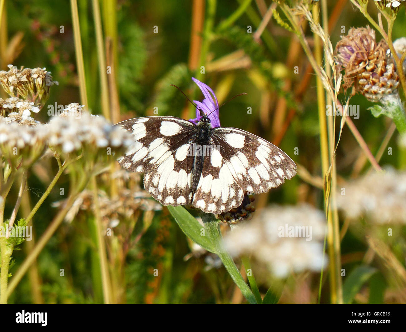 Checkerboard butterfly hi-res stock photography and images - Alamy