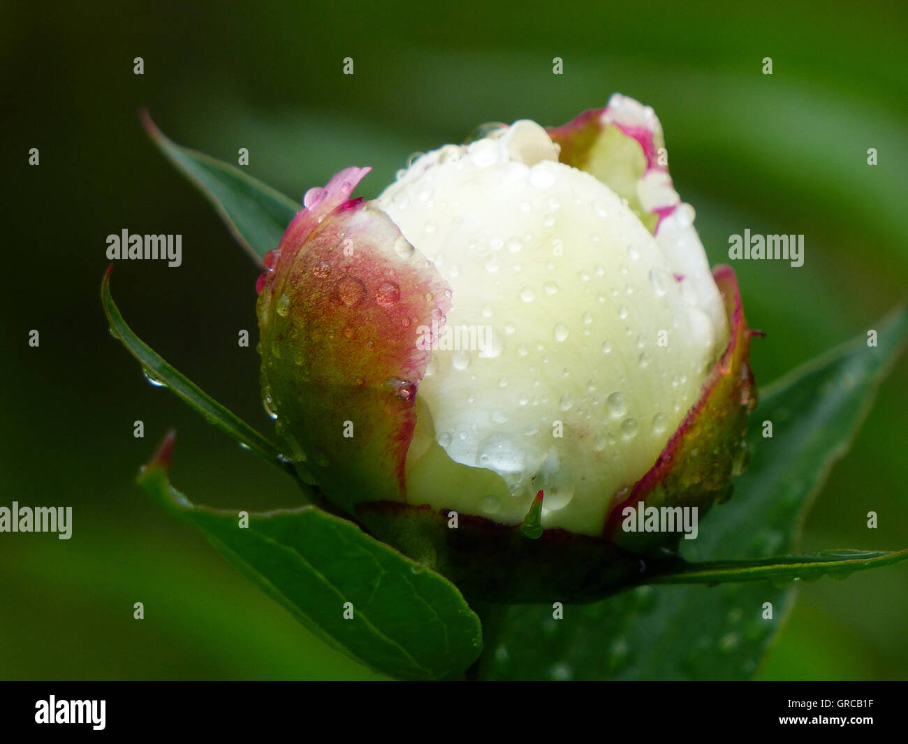Peony, Flower Bud With Water Drops Stock Photo - Alamy