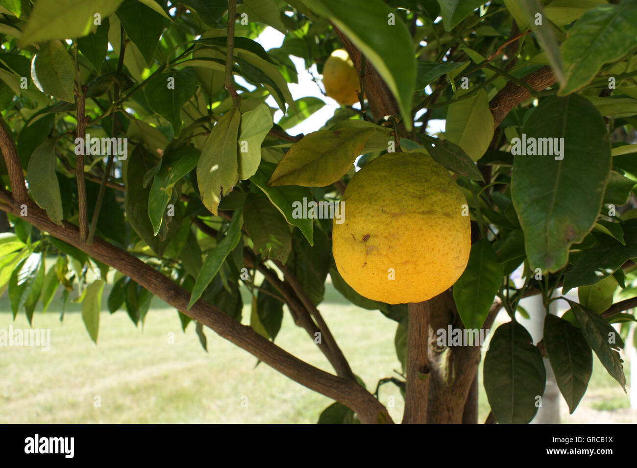Lemon tree fruits detail hi-res stock photography and images - Alamy