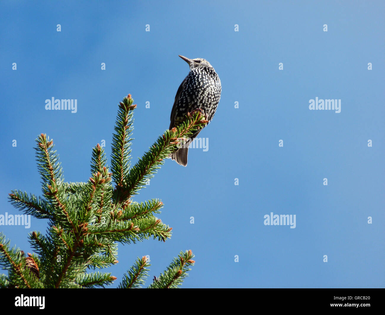 Dotted starling hi-res stock photography and images - Alamy