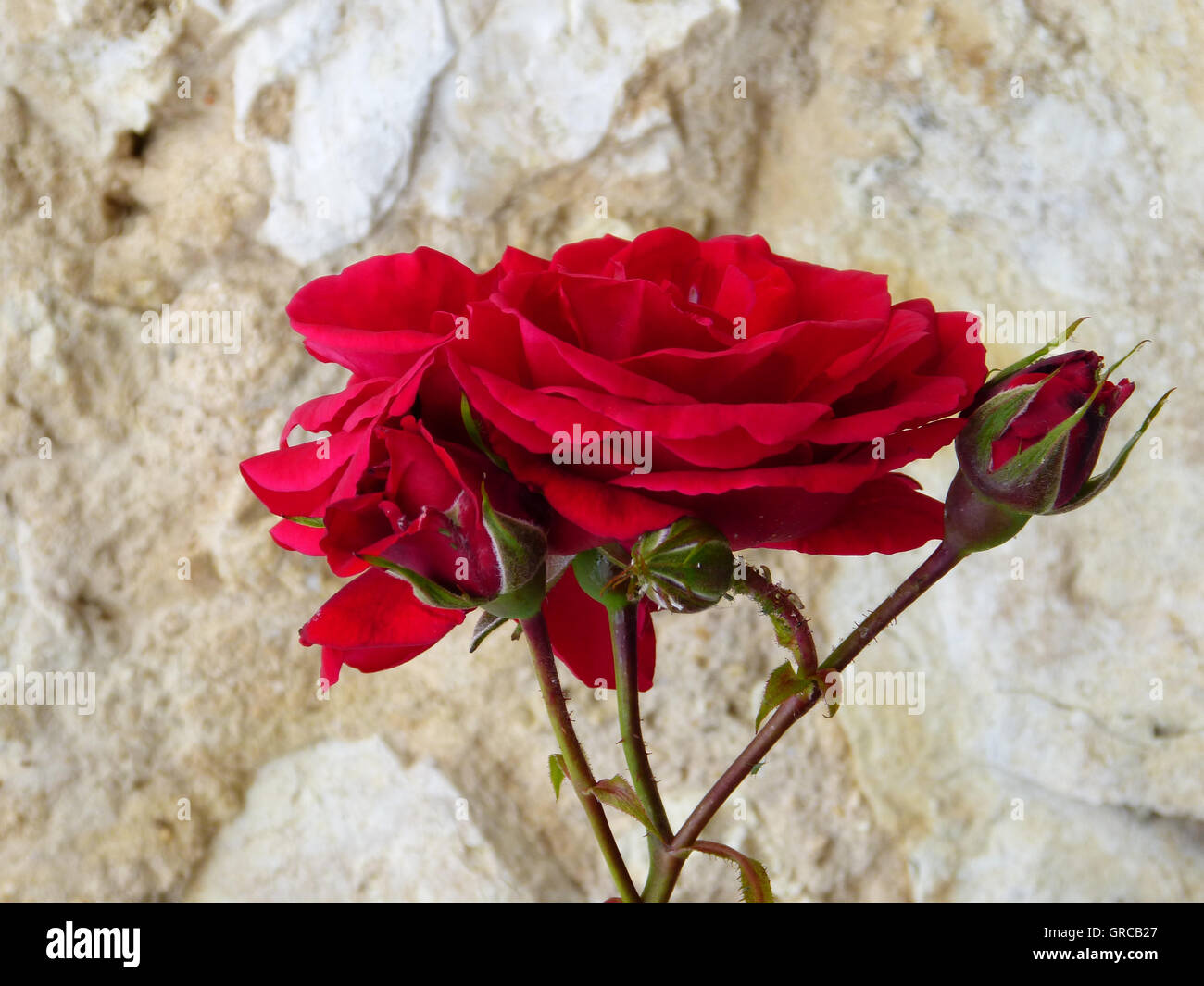 Blooming Red Rose Stock Photo - Alamy