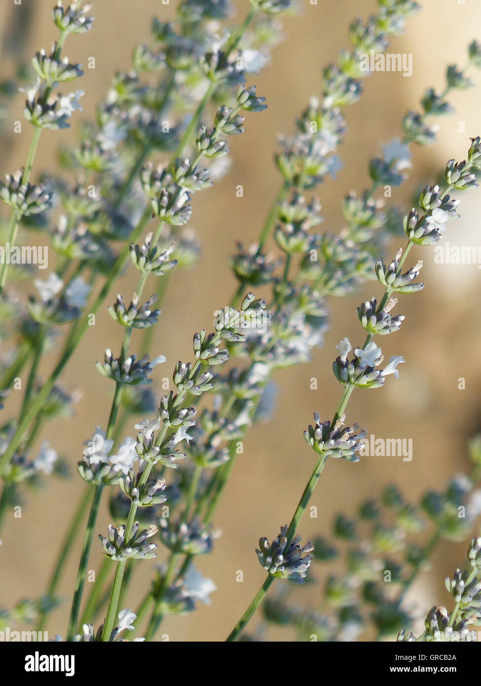 White lavender hi-res stock photography and images - Alamy