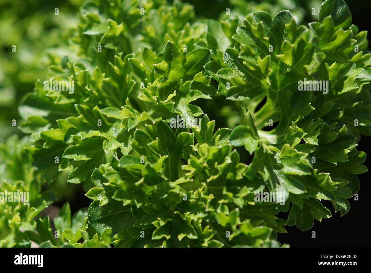 French parsley hi-res stock photography and images - Alamy