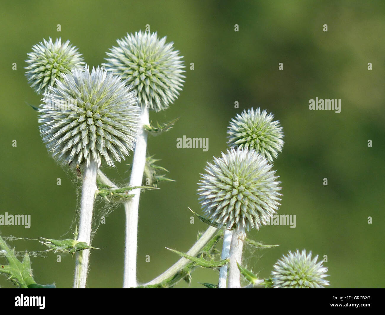 Small Globe Thistle Stock Photo - Alamy