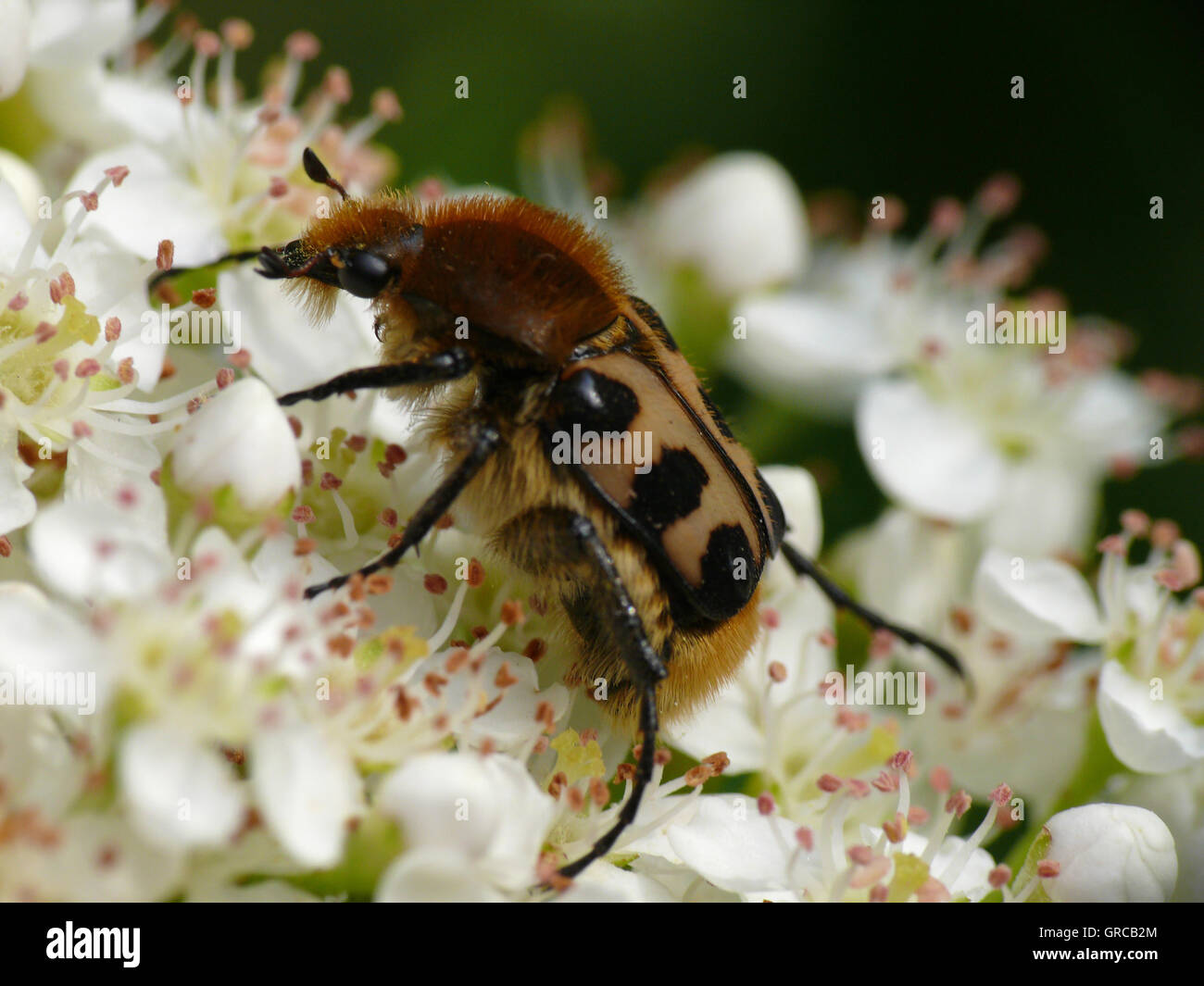 Trichius fasciatus hi-res stock photography and images - Alamy
