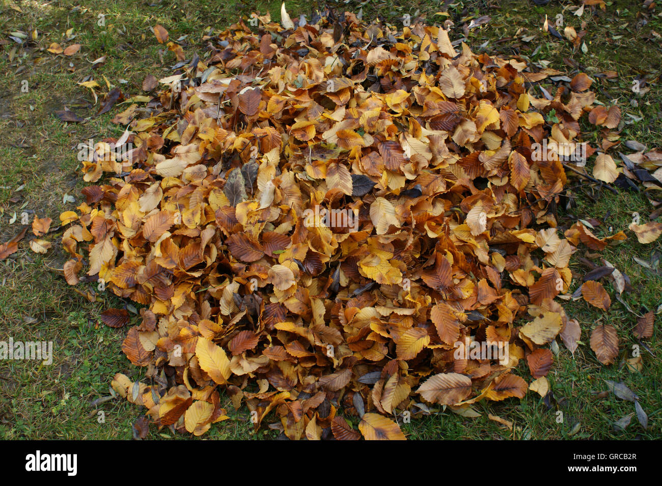 Heap Of Leaves, Autumn Stock Photo - Alamy