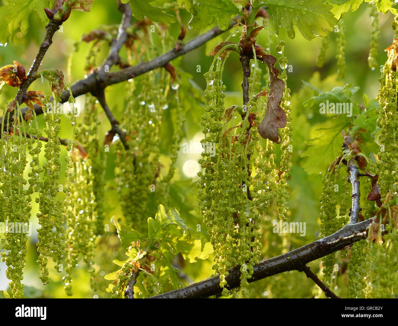 Oak tree leaves photography hi-res stock photography and images - Alamy