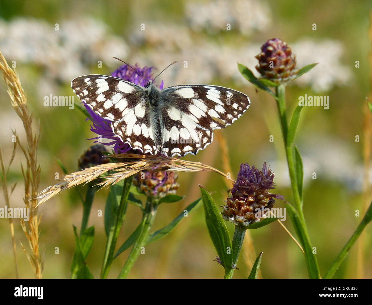 Marbled White Butterfly Stock Photo - Alamy