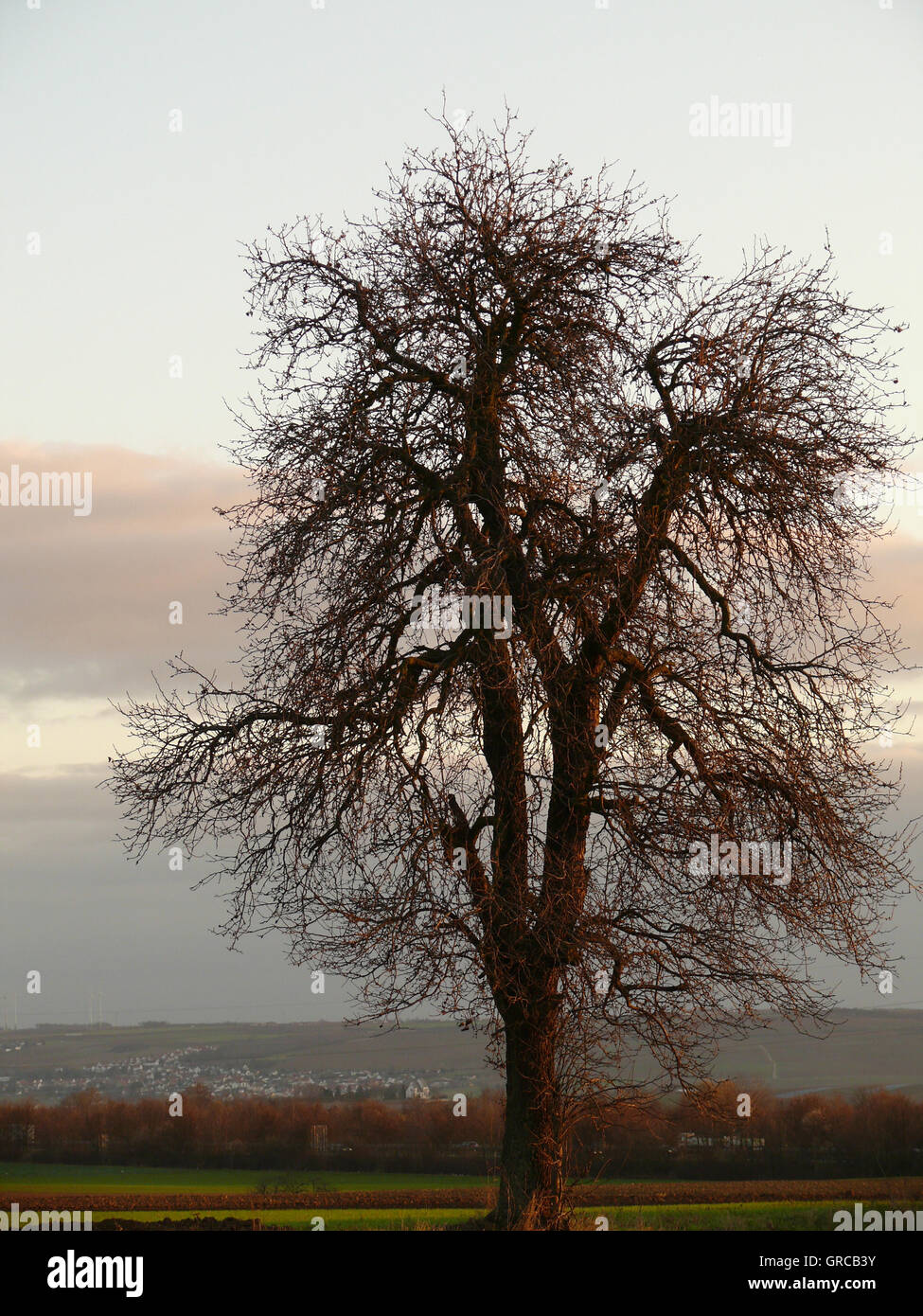 Old Pear Tree In The Early Morning Stock Photo - Alamy