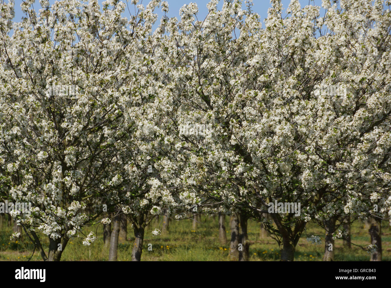 Morello cherry tree hi-res stock photography and images - Alamy