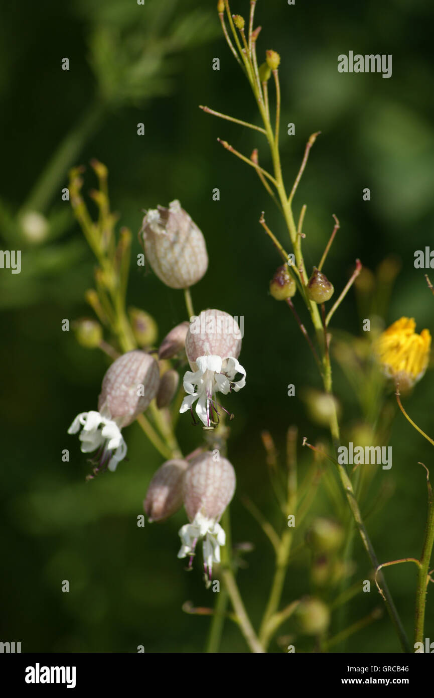 Bladder Campion, Silene Vulgaris Stock Photo - Alamy