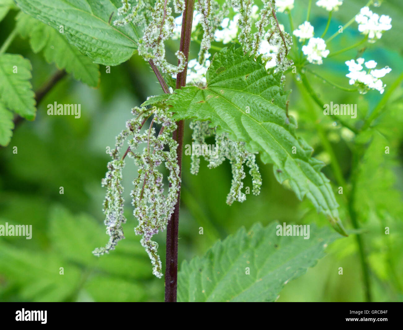 Stinging Nettle Seeds High Resolution Stock Photography and Images - Alamy