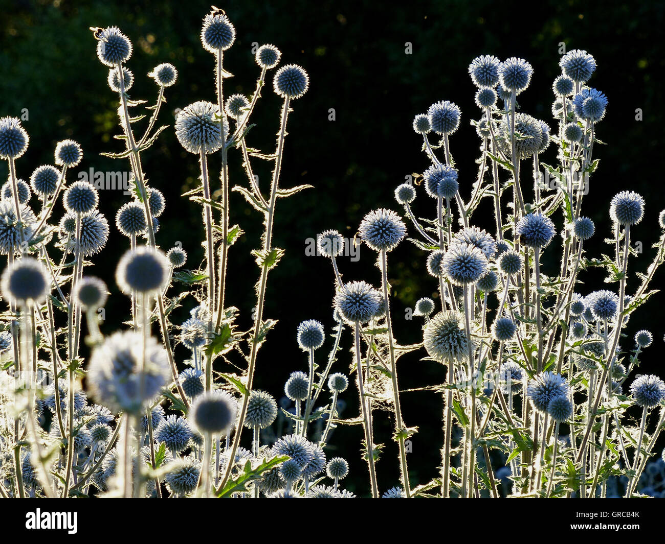 Steel globe thistle hi-res stock photography and images - Alamy