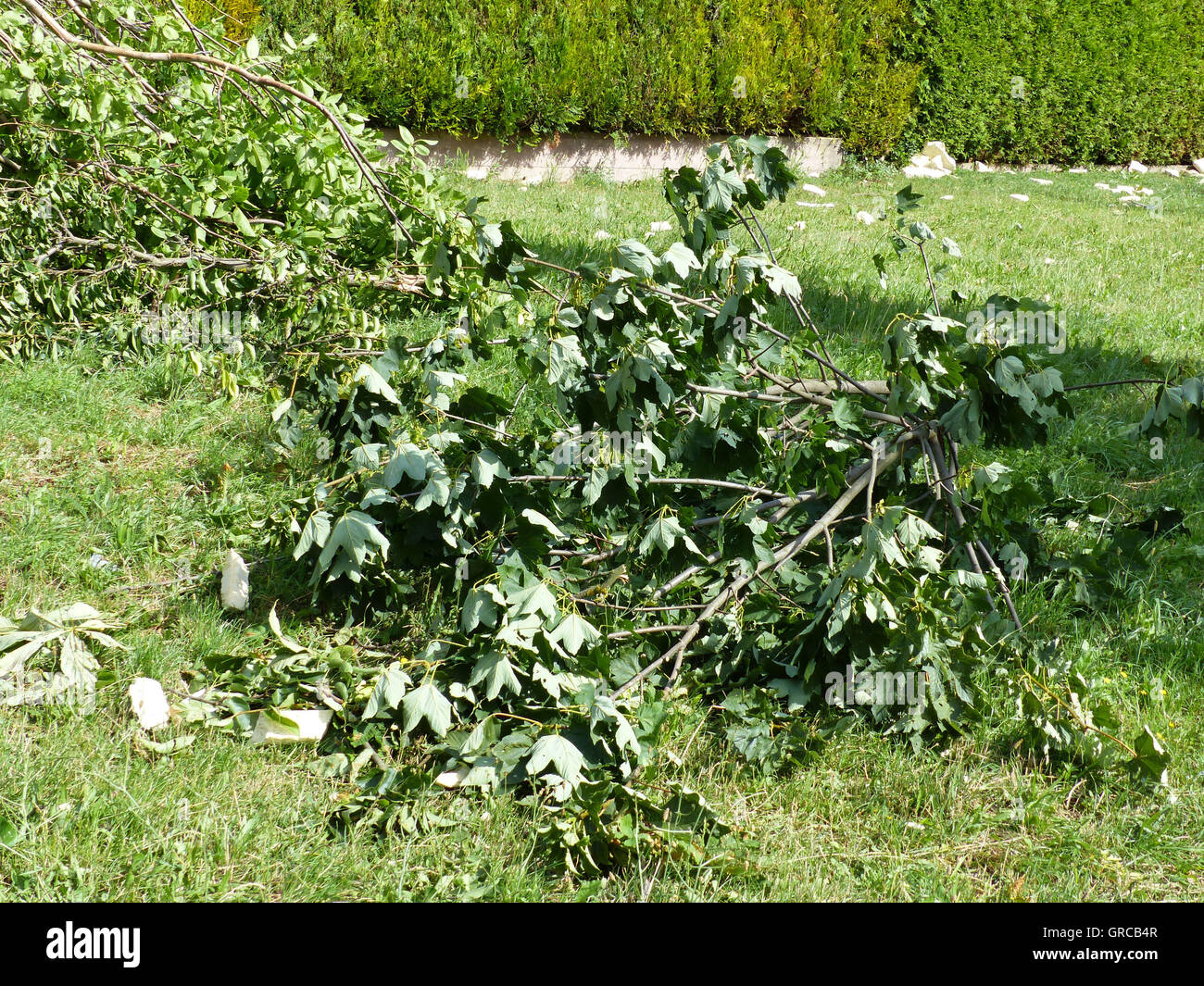 Broken Branches After Storm Stock Photo - Alamy