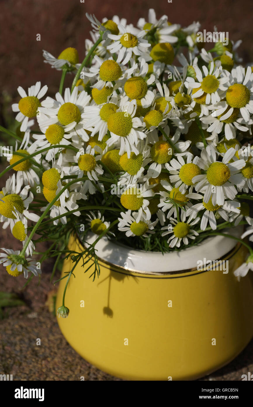 Camomile blooms hi-res stock photography and images - Alamy