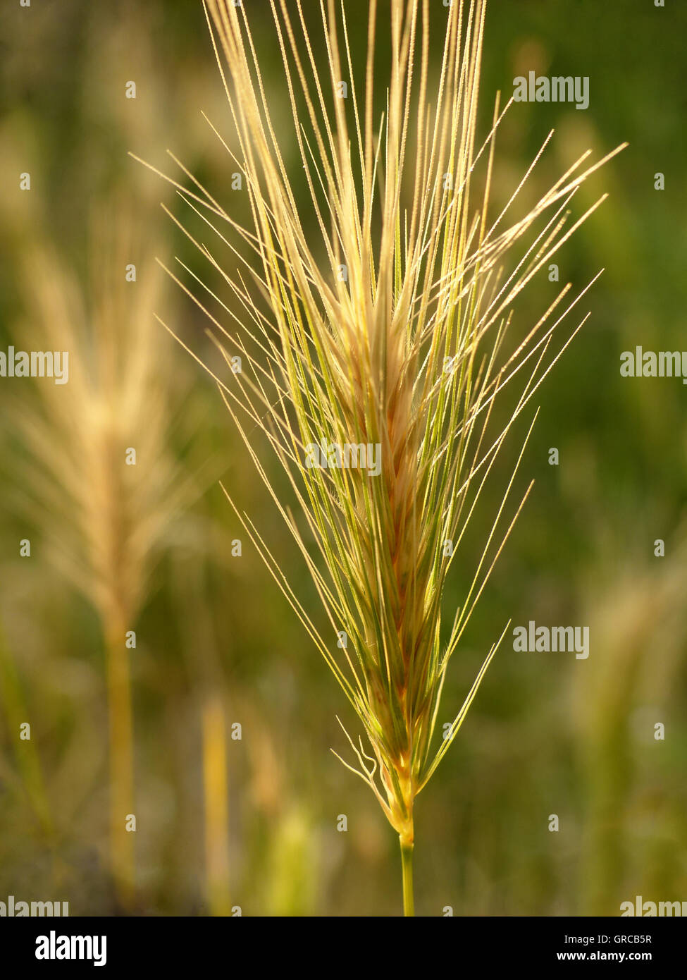 Ear Of Corn Stock Photo - Alamy