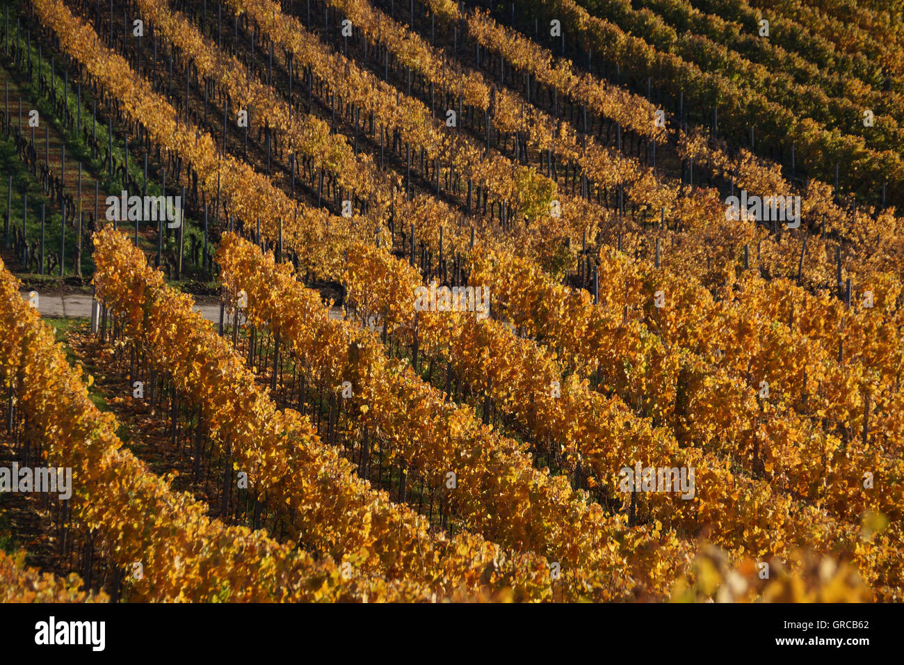Autumnal Vineyard, Golden October In Wine Growing District Rhinehesse ...