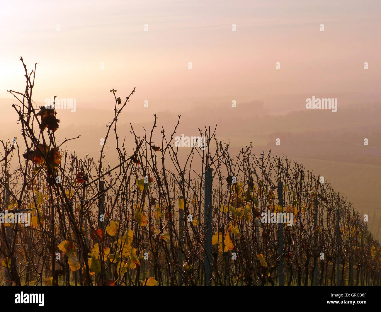 Palatinate wine region hi-res stock photography and images - Alamy