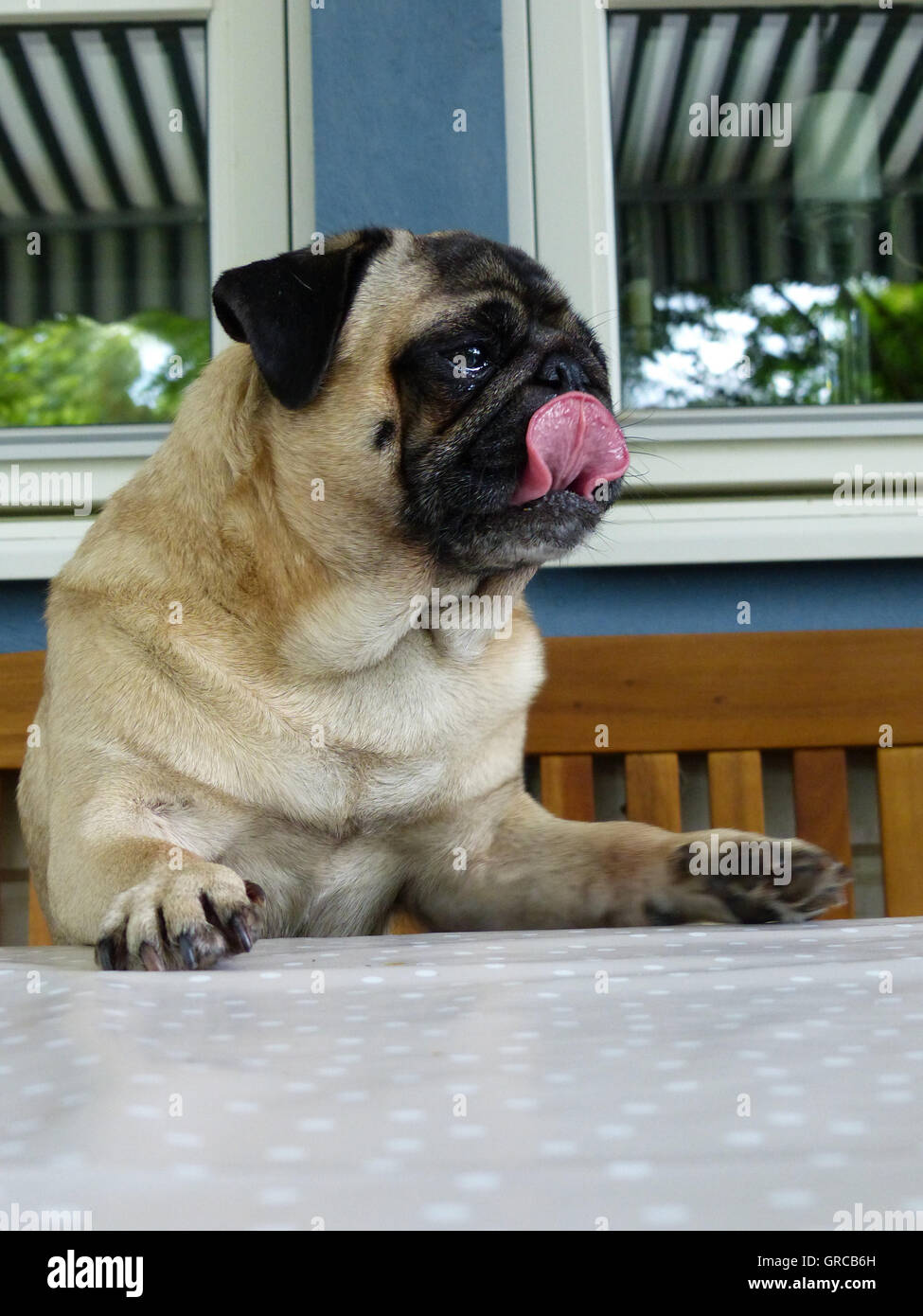 Where Is My Food, Pug Casimir Stands With Two Paws On The Table Showing ...
