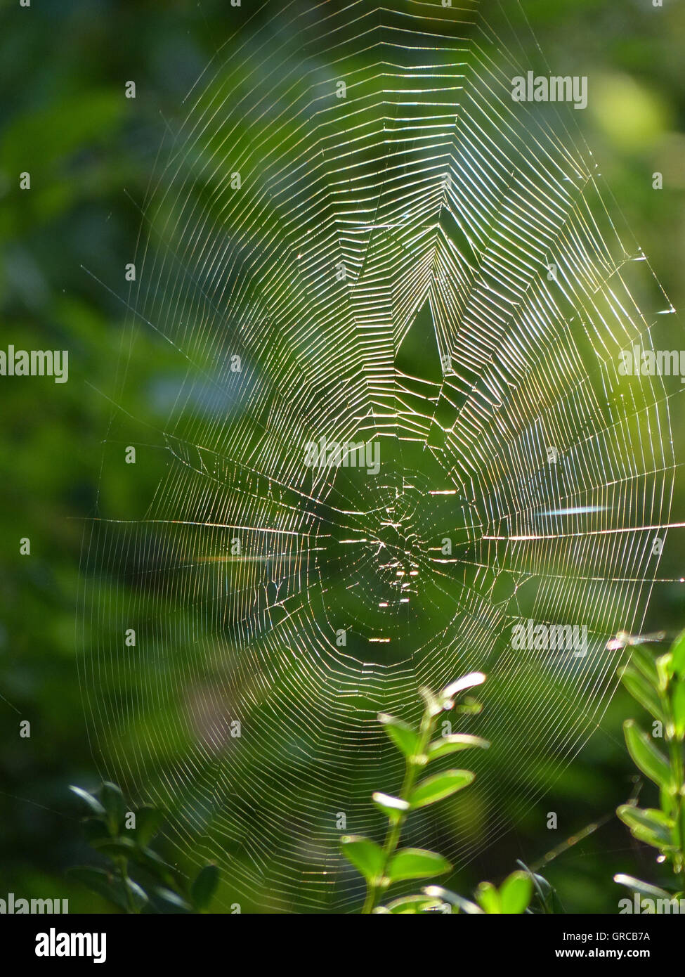 Spiders Web In Green Nature Stock Photo - Alamy
