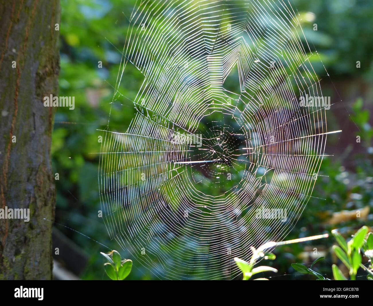 Spiders Web In Green Nature Stock Photo - Alamy