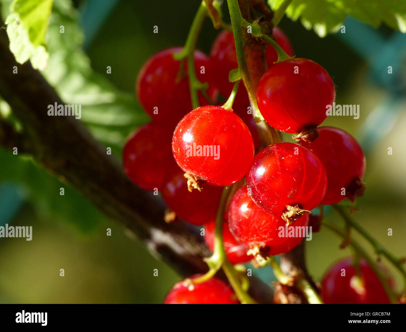 Redcurrants fruits hi-res stock photography and images - Alamy