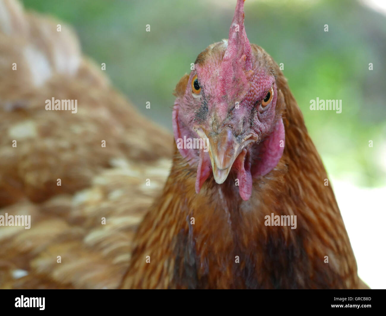 Brown Hen, Portrait Stock Photo - Alamy