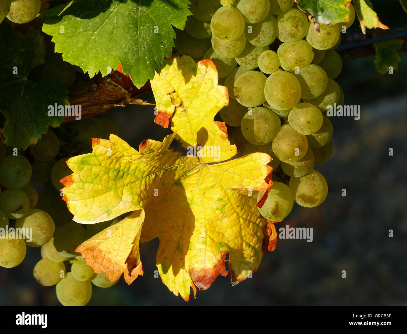 Golden October With Ripe White Grapes Stock Photo - Alamy