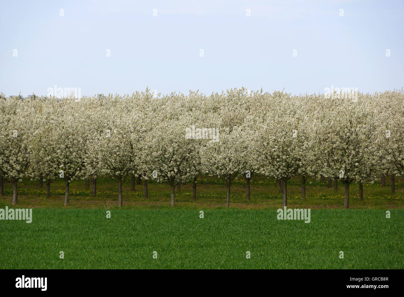 Panorama meadow orchard cherry hi-res stock photography and images - Alamy