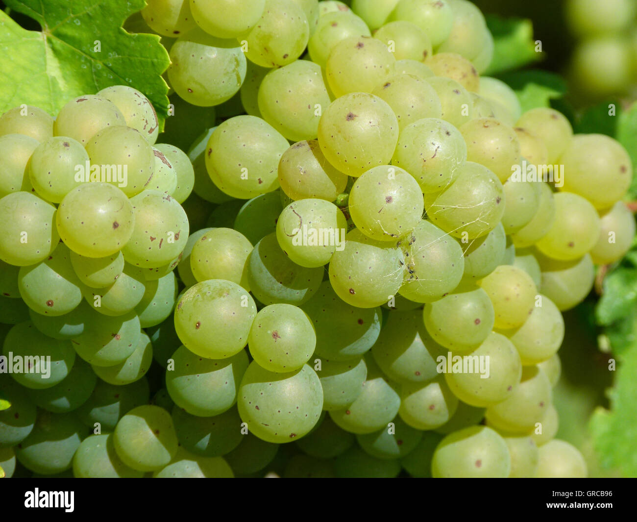 Ripe Green Grapes Stock Photo - Alamy