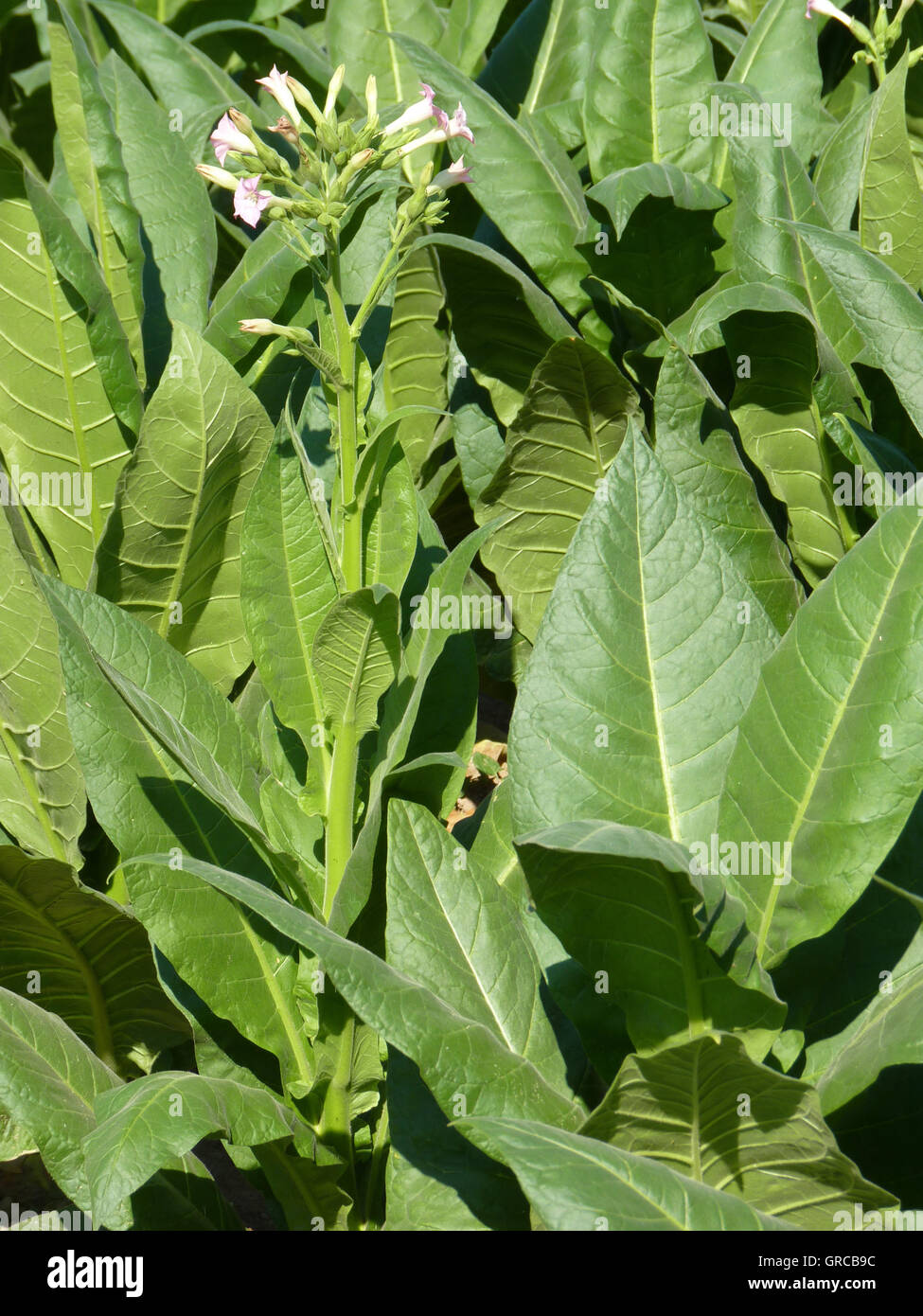 Tobacco cultivation germany hi-res stock photography and images - Alamy