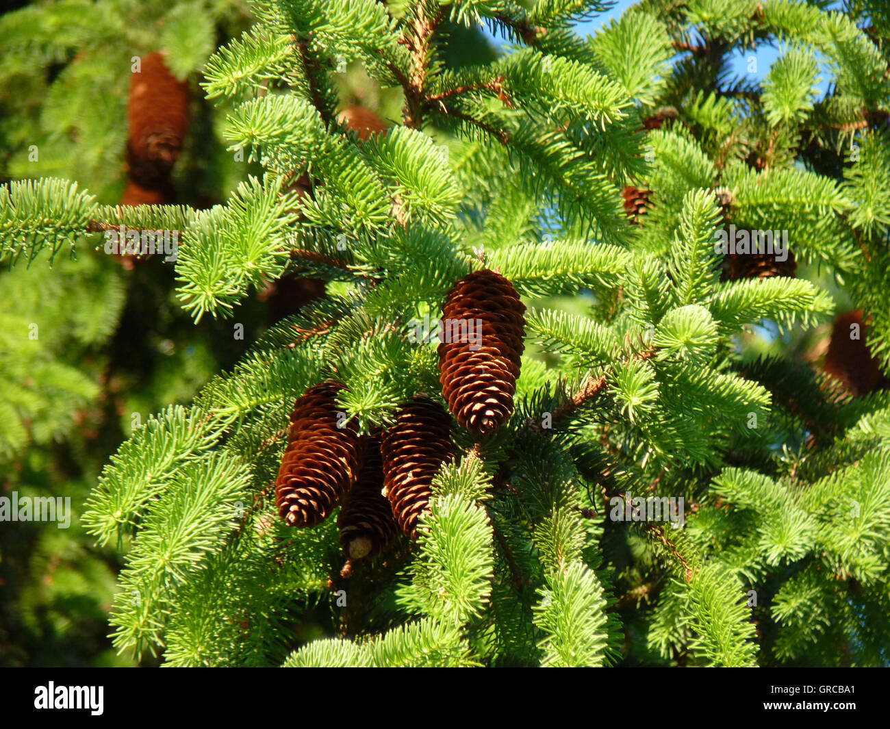 Botany bough branches branch close up closeup close up conifers hi-res ...