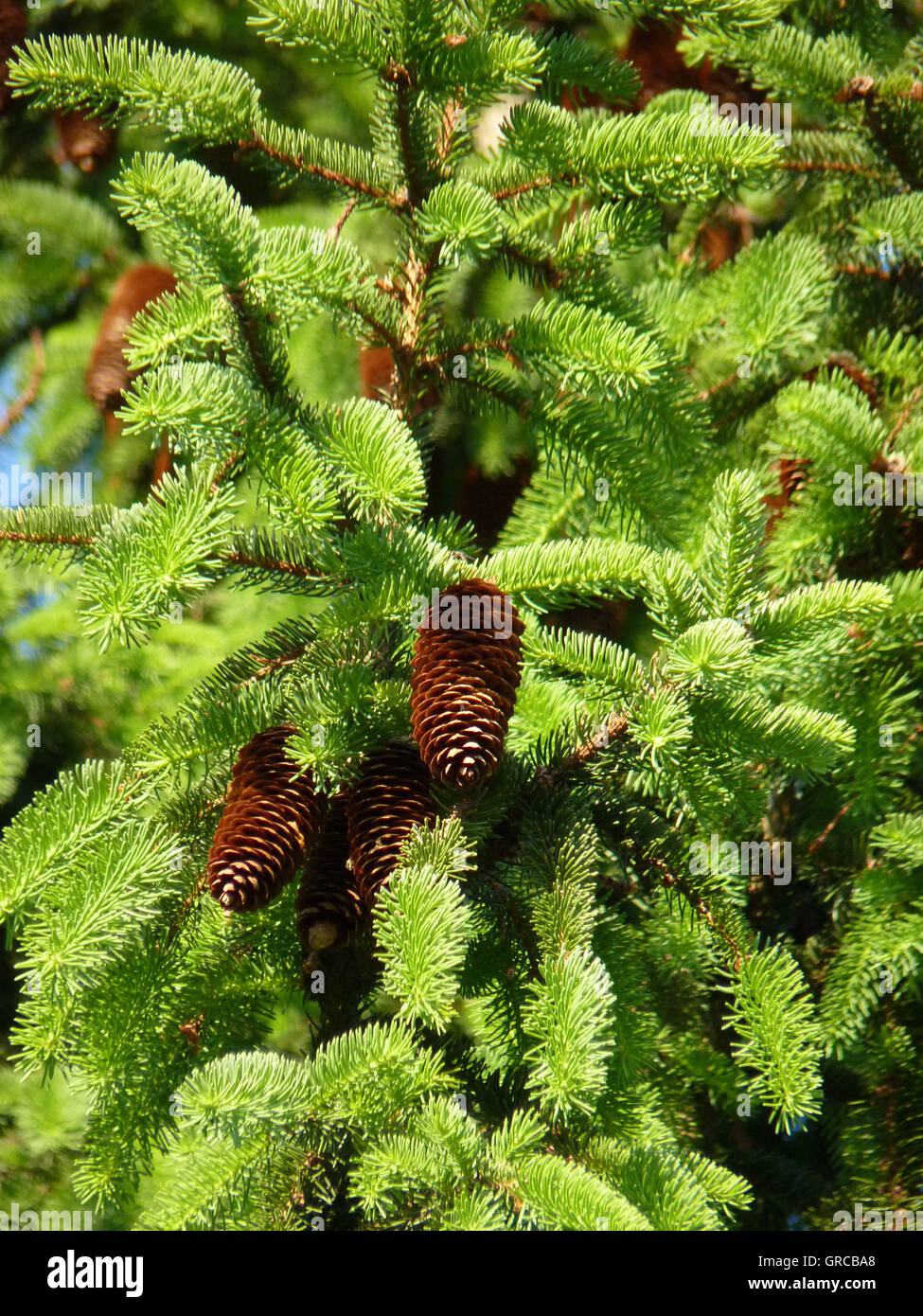 Botany bough branches branch close up closeup close up conifers hi-res ...