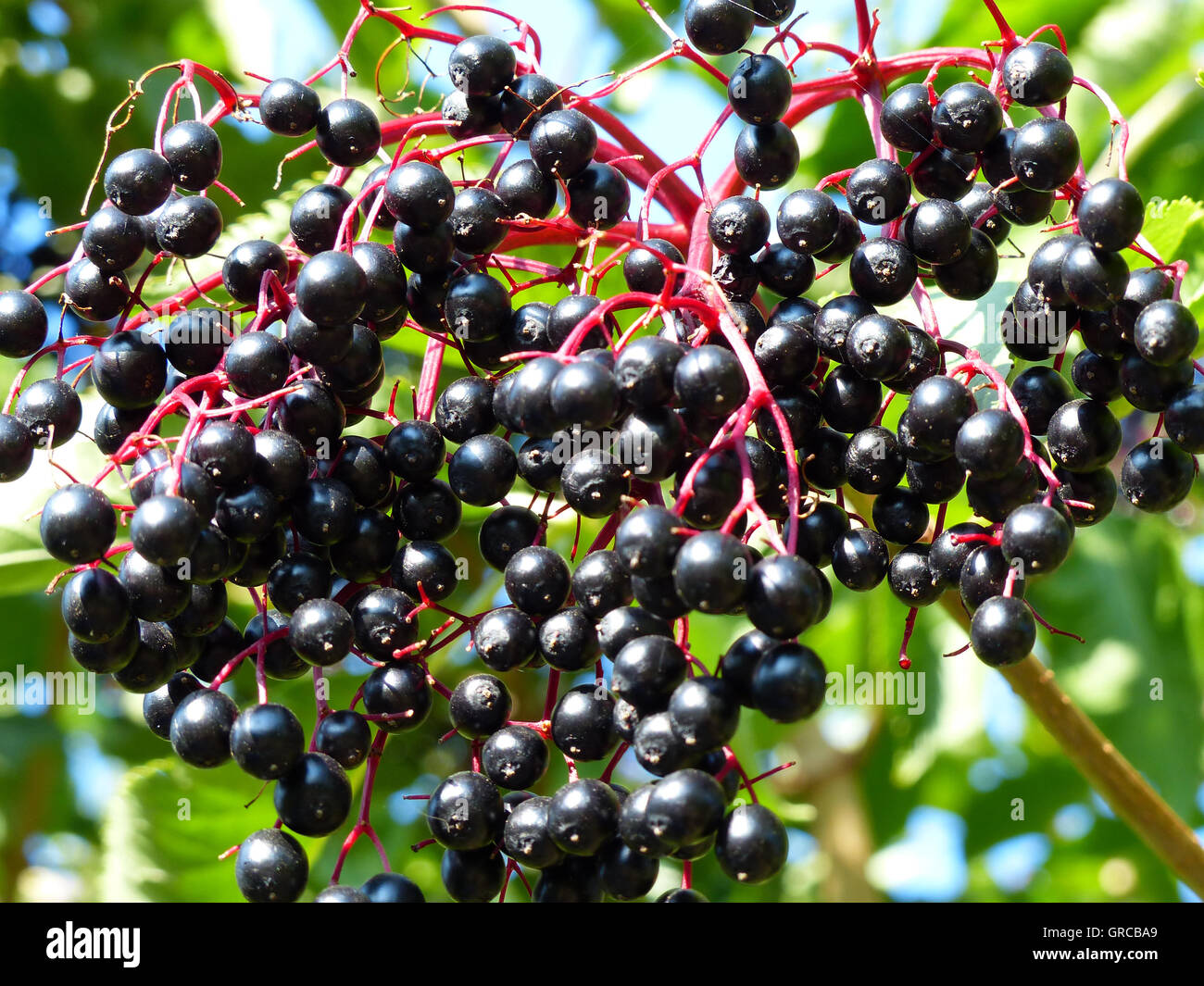 Ripe Elder Berries Stock Photo - Alamy