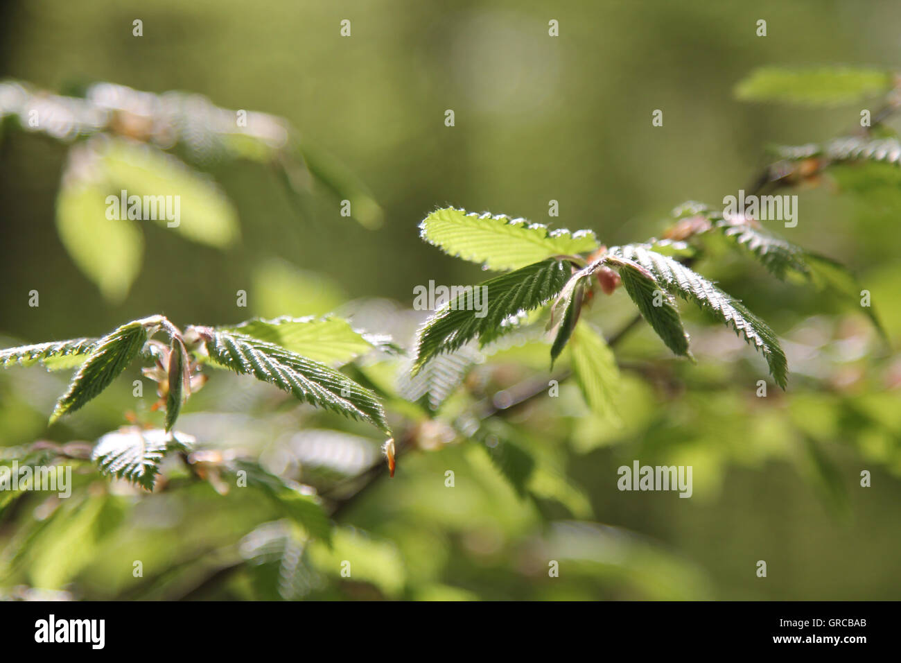 Beech Leaves In Spring Stock Photo - Alamy