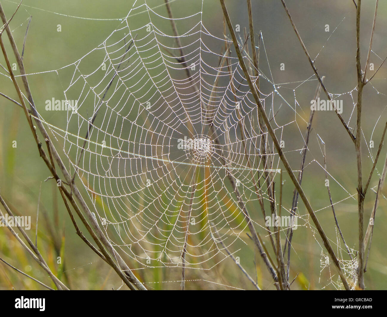 Cobwebs hanging hi-res stock photography and images - Alamy