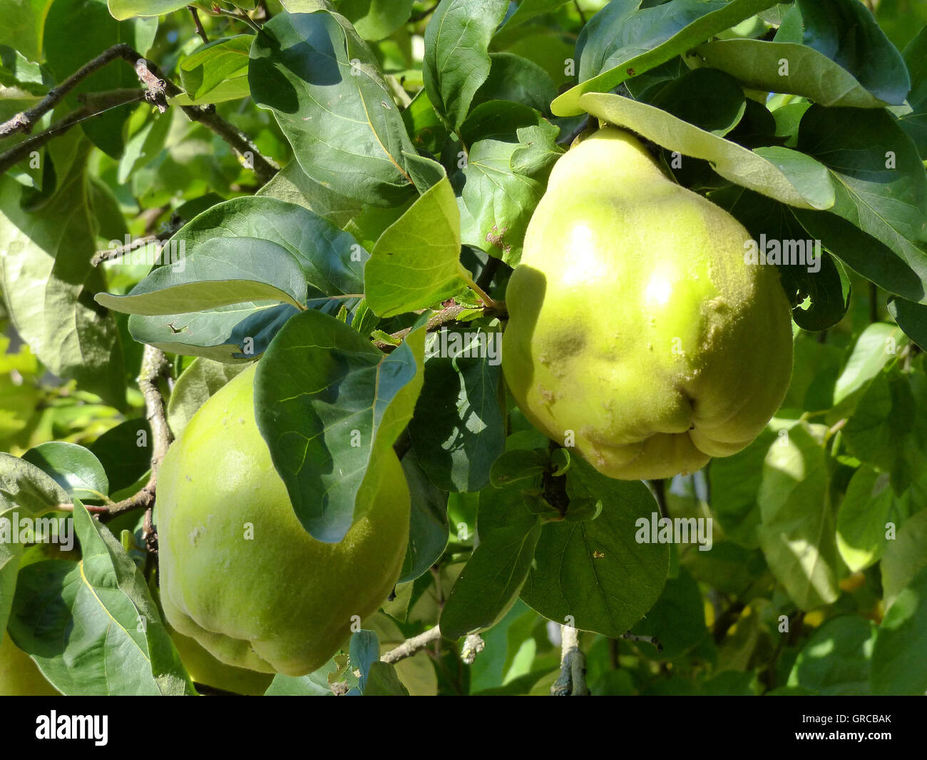 Haning plants hi-res stock photography and images - Alamy