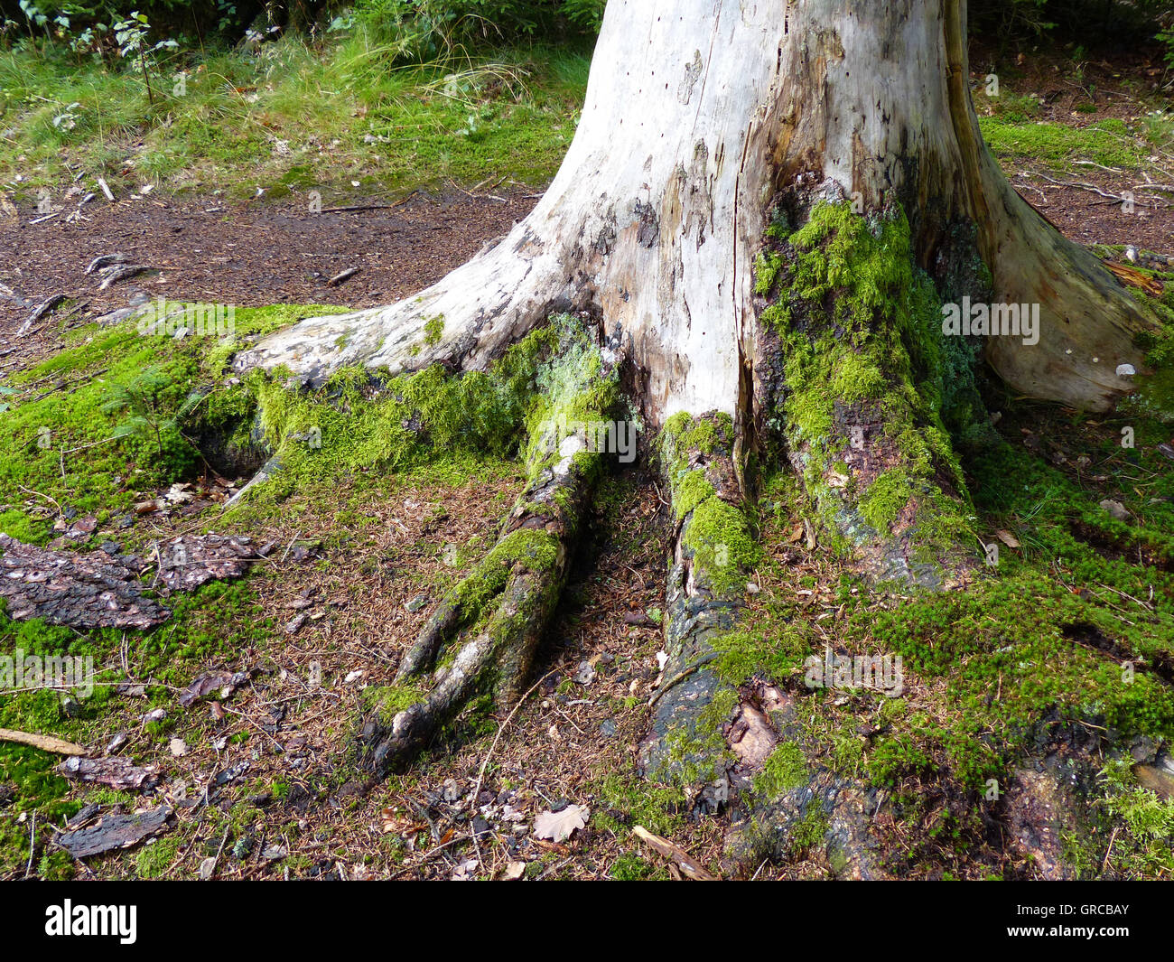 Grey roots hi-res stock photography and images - Alamy