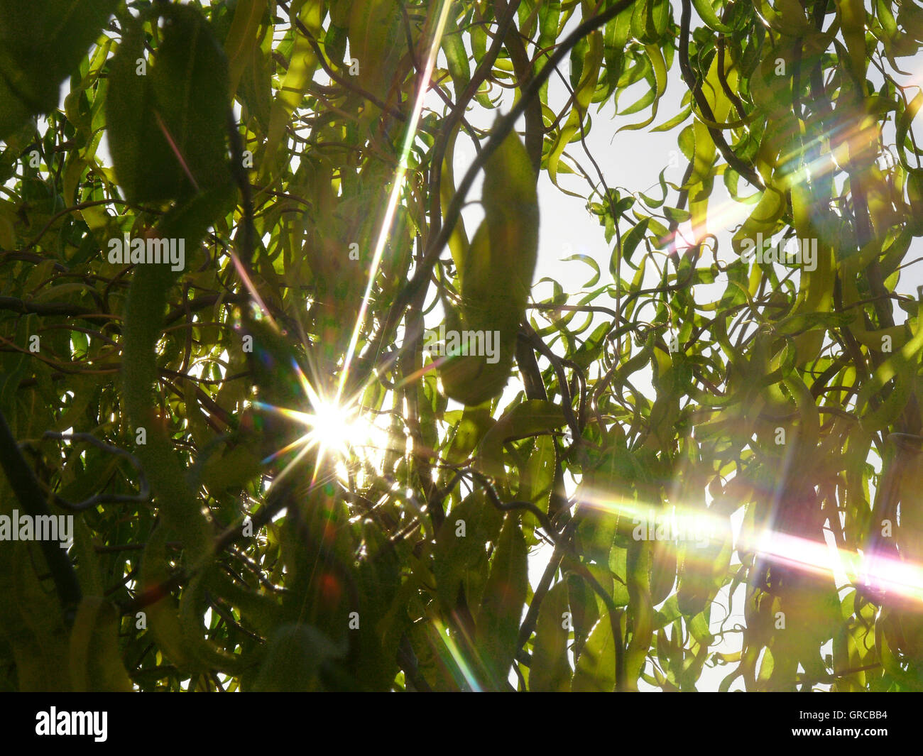 Sunray through the leaves hi-res stock photography and images - Alamy