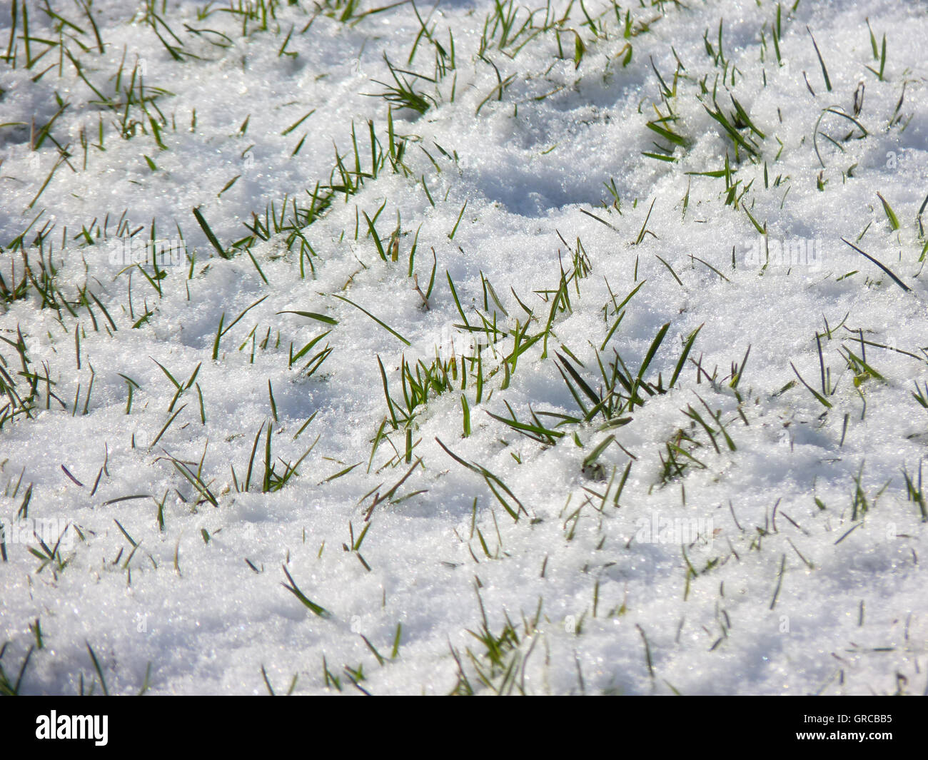 Grass And Snow Stock Photo - Alamy