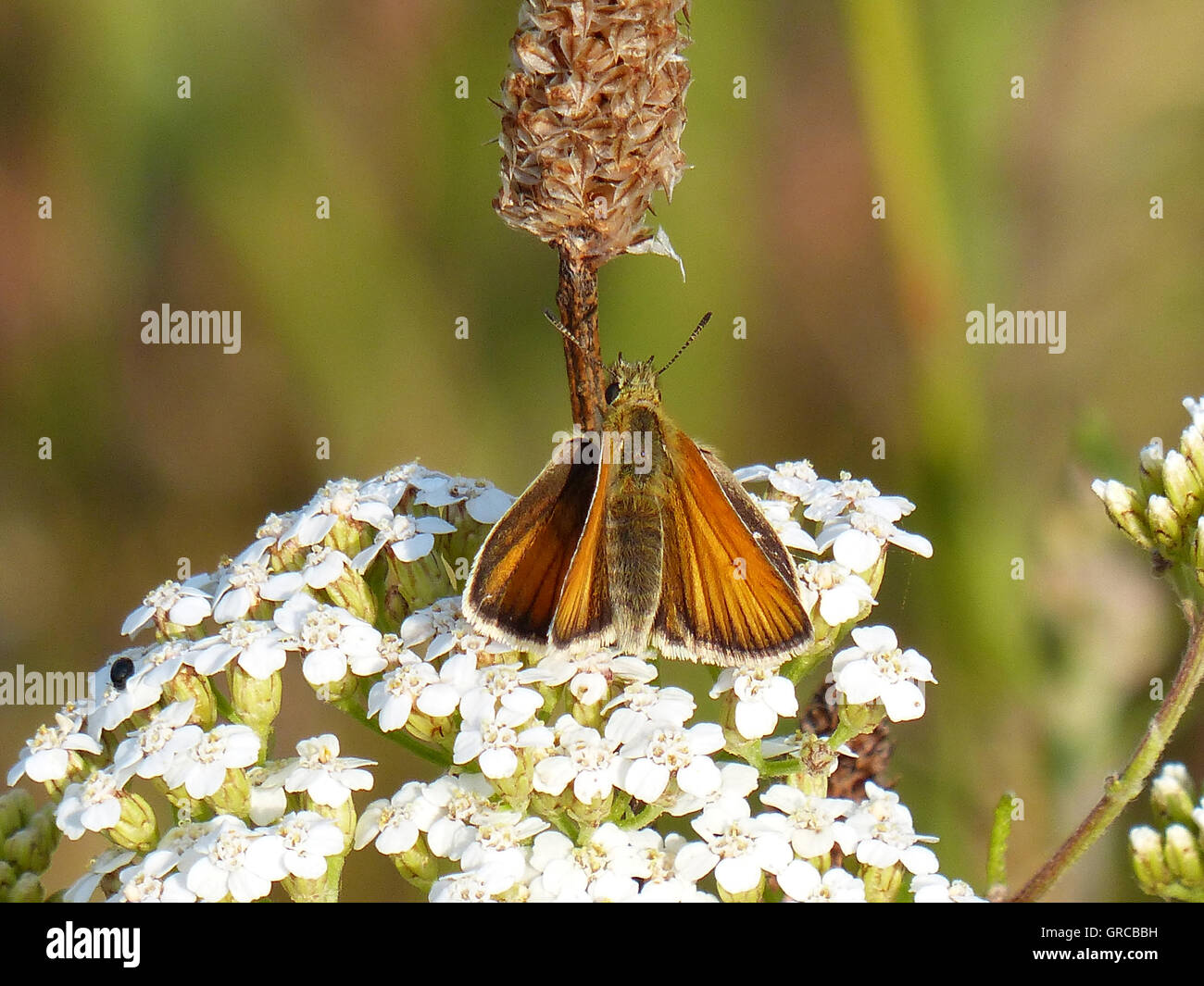 Butterfly sitting hi-res stock photography and images - Alamy