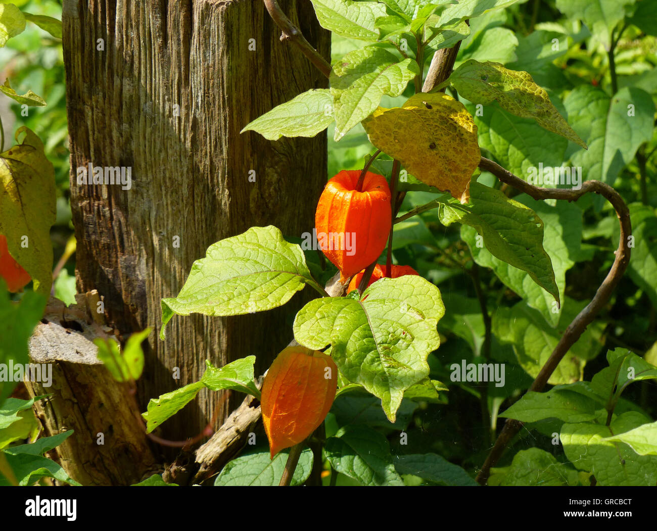 Chinese Lantern Plants Blooming In Garden Stock Photo - Alamy