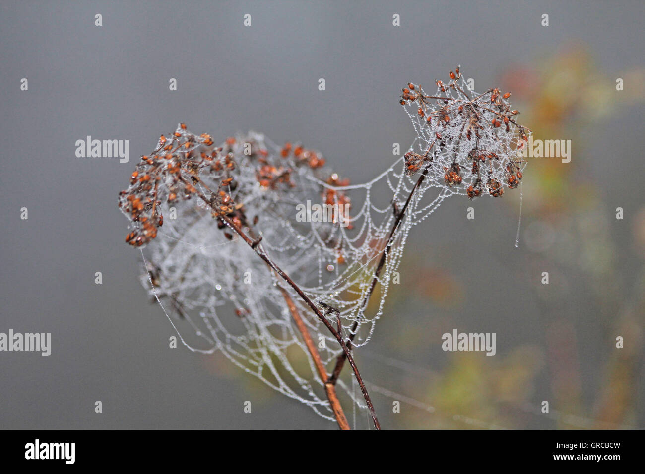 Withered Herbs With Spiderwebs And Dew Drops Stock Photo - Alamy