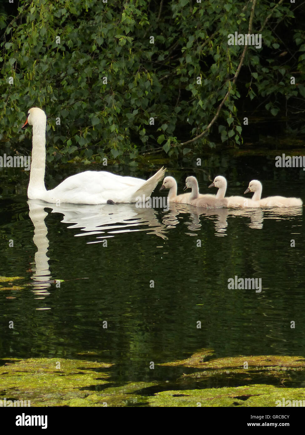 Swans, Mama Swan Swimming On The Water Together With Her Four Goslings ...