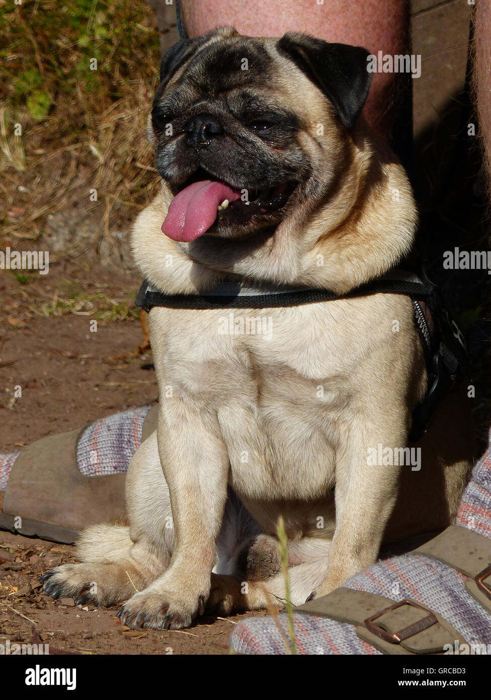 Sitting pug hi-res stock photography and images - Alamy