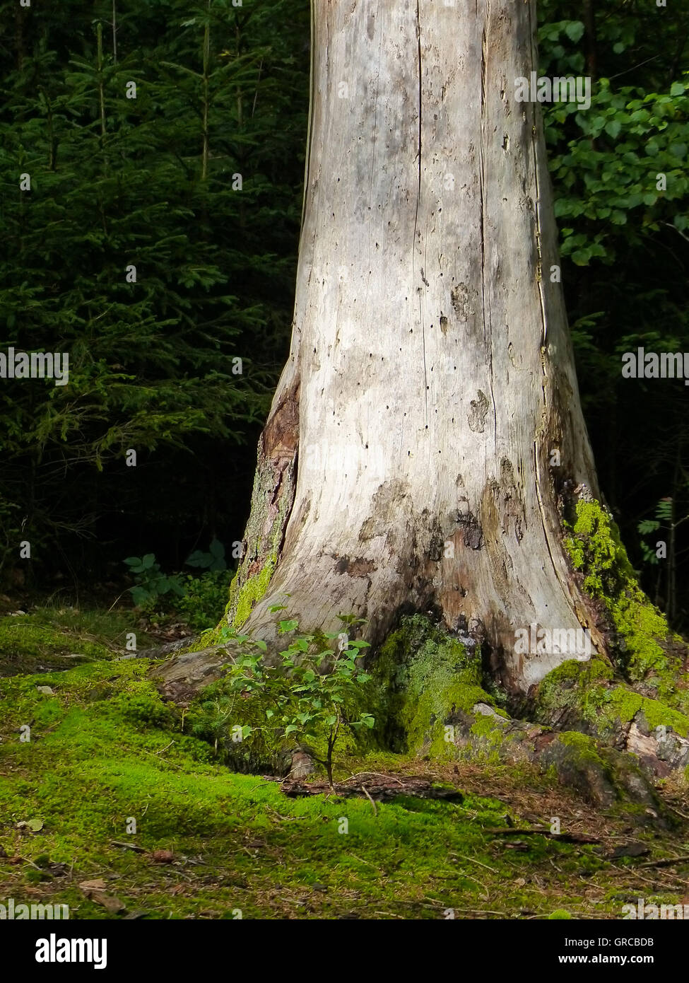Mossy Tree Trunk Stock Photo - Alamy