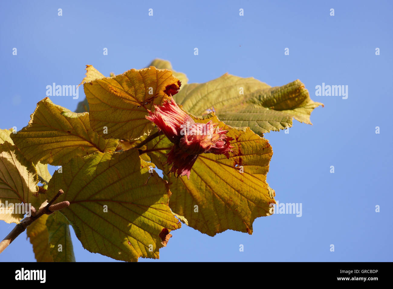 Hazel bush fruits hi-res stock photography and images - Alamy