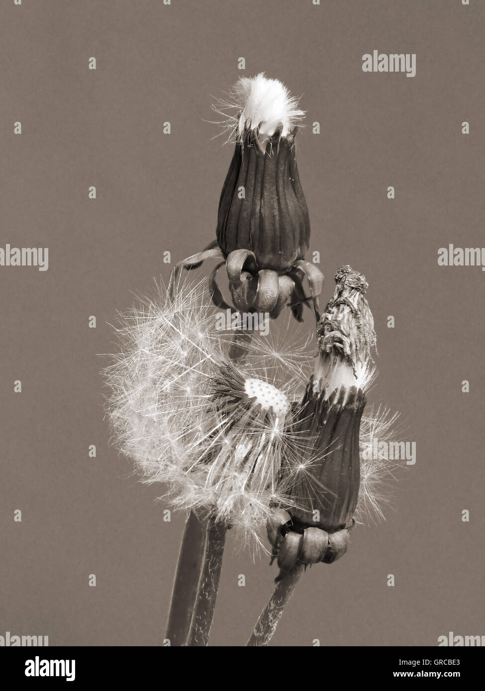 Withered dandelion closeup hi-res stock photography and images - Alamy