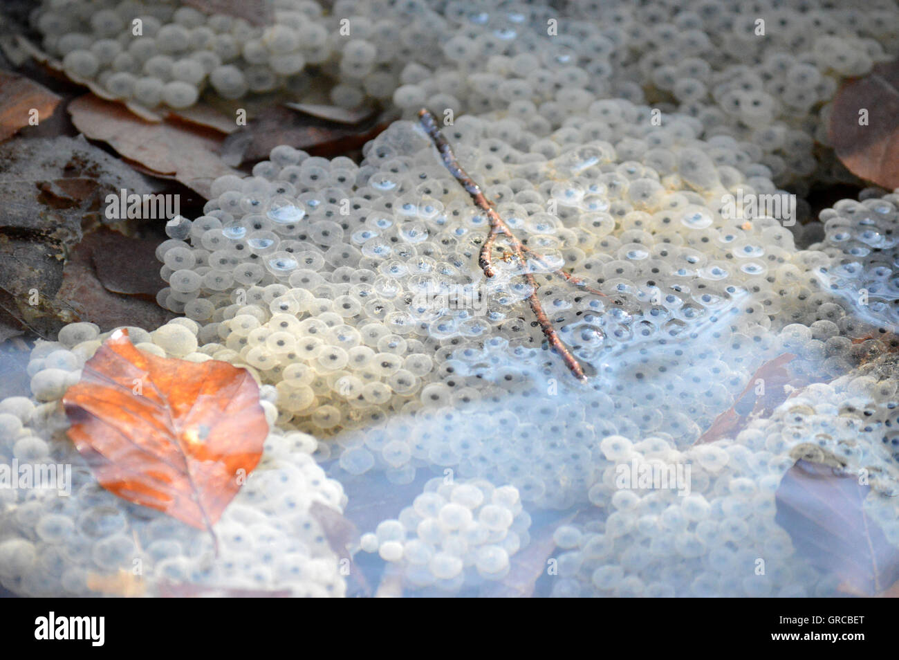 Beige frog hi-res stock photography and images - Alamy